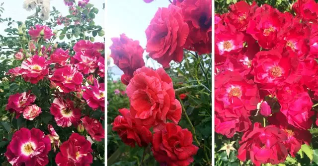 15 трикови, како да се грижат за рози, од познатиот Розвуд Елена Демјанчук 272_19