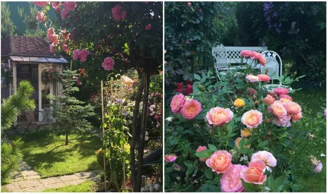 Роза градина