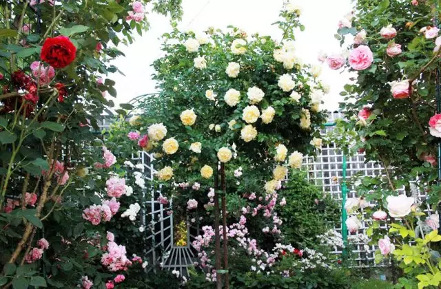 Троянди в саду