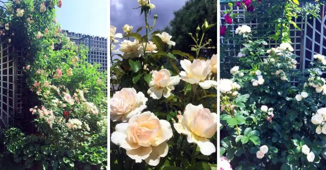 15 astuces, comment prendre soin des roses, du célèbre Rosewood Elena Demyanchuk 272_9