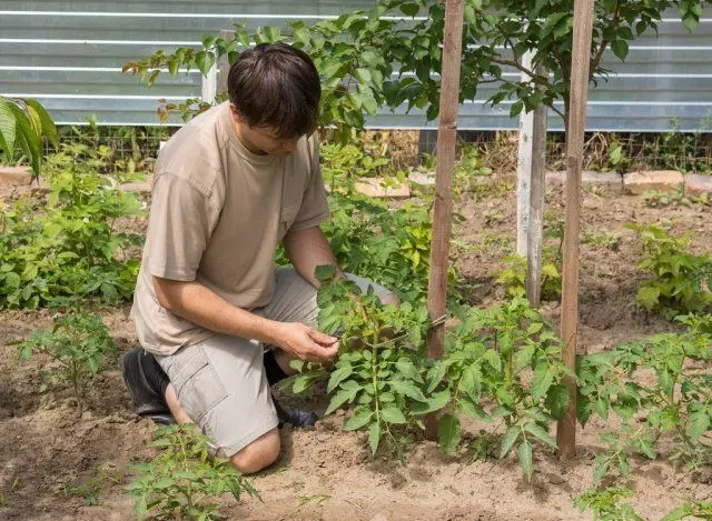 لینڈنگ Tomatov.