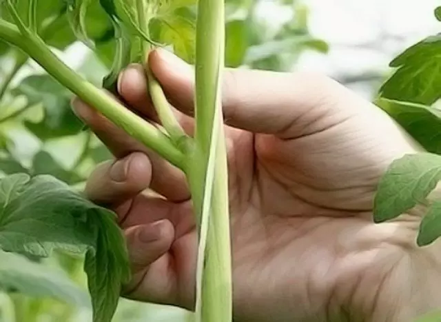 Laanscht Tomaten