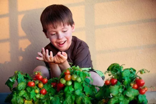 Tomates en el balcón