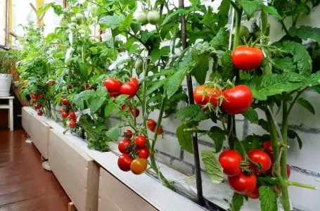 Ọ bara uru na-eto eto na obere tomato - 8 arụmụka 2731_14