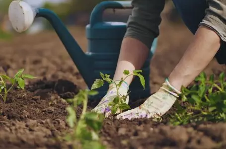 ¿Vale la pena crecer tomates bajos - 8 argumentos 2731_3