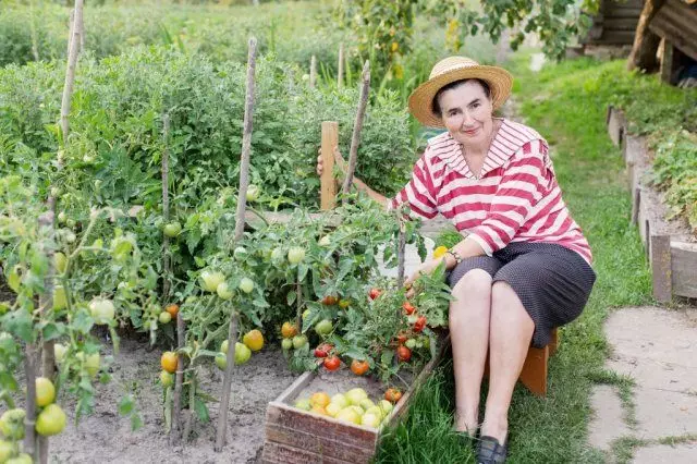 Tomates abiertos