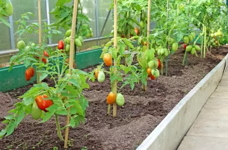 ¿Vale la pena crecer tomates bajos - 8 argumentos 2731_7