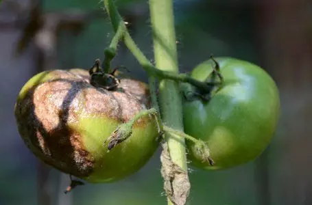 Ma ew hêja ye ku Tomatoesên nizm mezin bibe - 8 arguman 2731_8