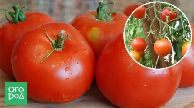 Siberian Raw Tomato Grade