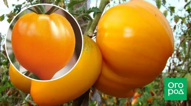 Tomato Gold Dome