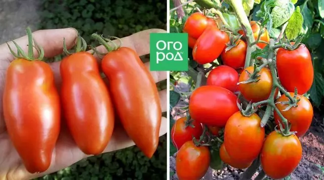 Tomato nga lainlain nga milagro