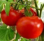 Tomatoes Volgogradsky 595