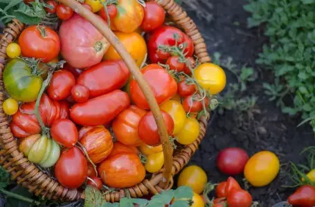 Τις πιο ανεπιτήδευτες ποικιλίες ντομάτες με φωτογραφίες και περιγραφή 2740_1