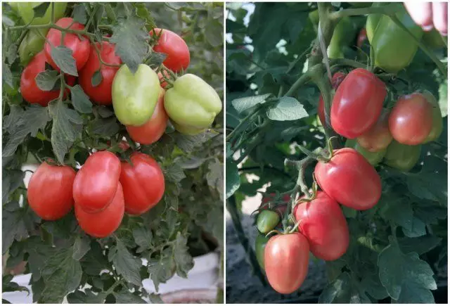 الطماطم نوفوسيبيرسك الوردي