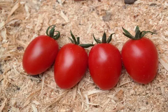 جديد مجموعة متنوعة الطماطم كيرا