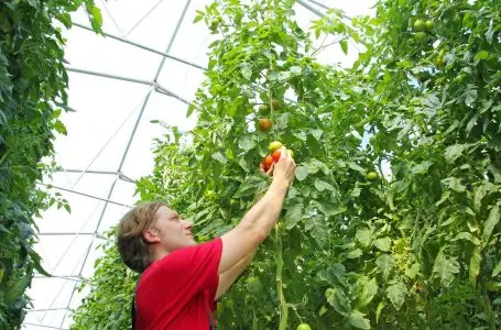 Tomato Care sa Agosto. 2754_10