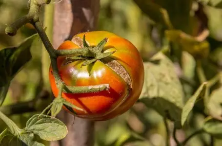 Tomato Care sa Agosto. 2754_2