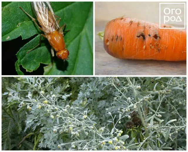 Wormwood fan Carrot Flies