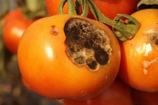 Testariosis Tomatov