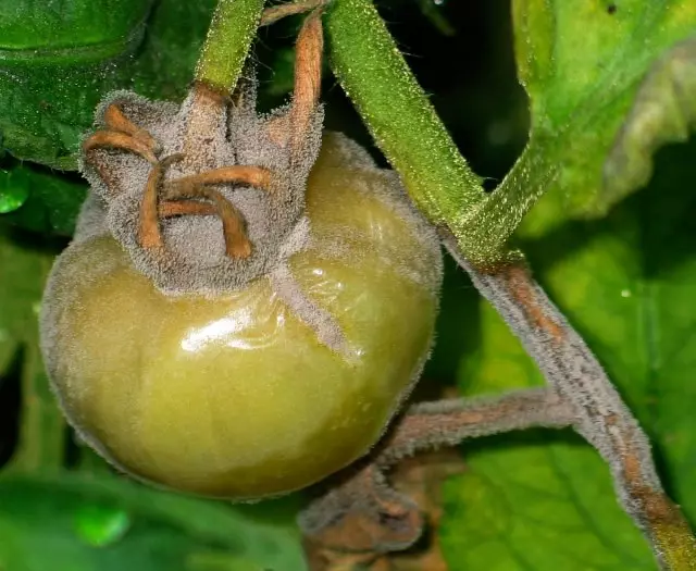 Xám Rot Tomatov.