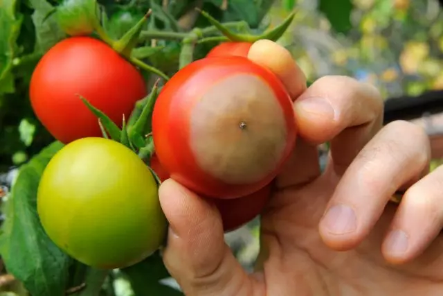 Somè pouri tomatov