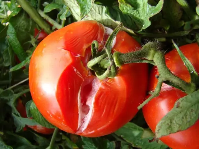 Mouye pouri tomatov