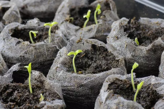 Ito ay spring: indoor garden starter kit na may tomato sputs lumalagong out ng pit, tumuon sa gitnang halaman.