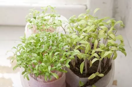 Kultivatioun vu Seedlings vun Tomaten ouni ze dauchen 2786_12