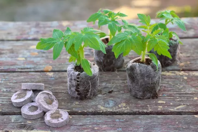 Culture de plants de tomates sans plongée