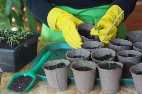 Culture de plants de tomates sans plongée 2786_3