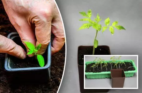 Paglilinang ng mga seedlings ng mga kamatis nang walang dive. 2786_4