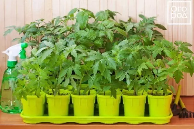 semer des tomates sans plongée