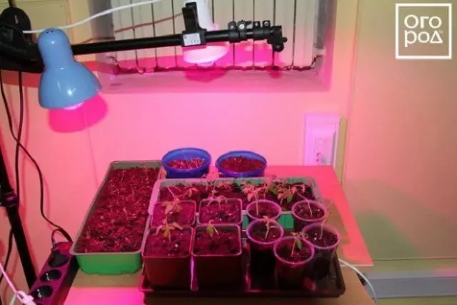 Kultivatioun vu Seedlings vun Tomaten ouni ze dauchen