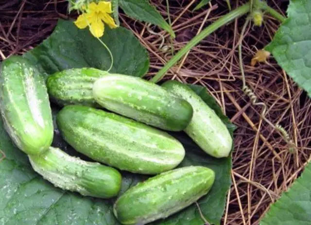 Fildw प्रतिरोधक cucumbers