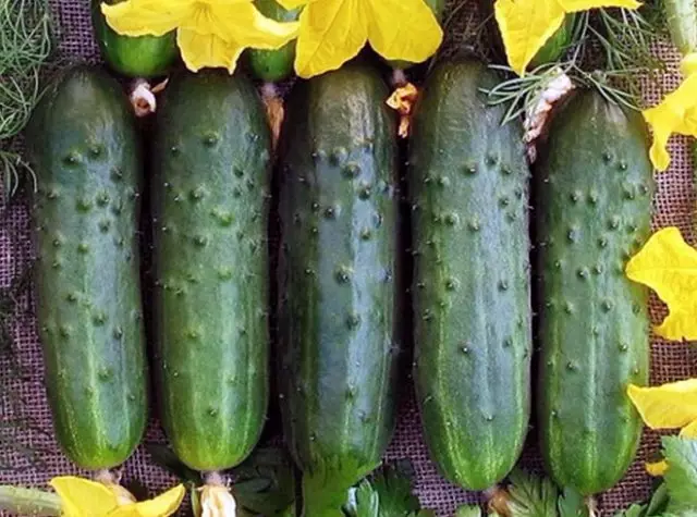 Fildw प्रतिरोधक cucumbers