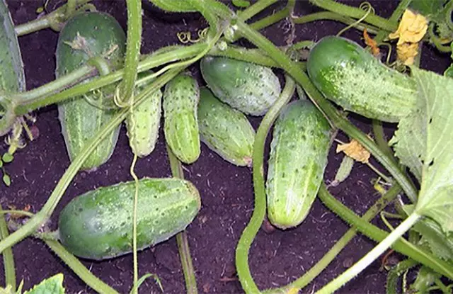 Fildw प्रतिरोधक cucumbers