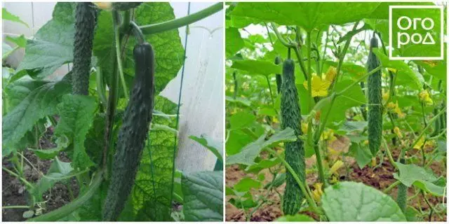 Cucumber chinese heat-resistant.