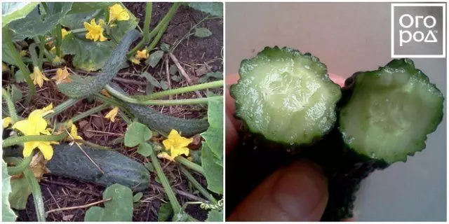 Cucumber chinese cold-resistant.