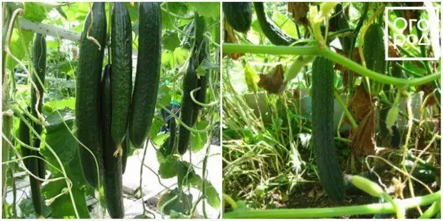 Cucumber Chinese Miracle.