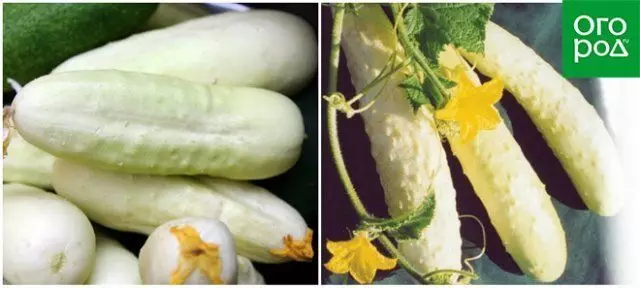 Chinese cucumber white delicates.