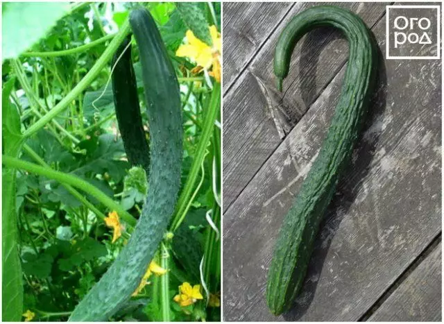 Cucumber čínske hady