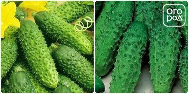 Cucumbers grau Herman