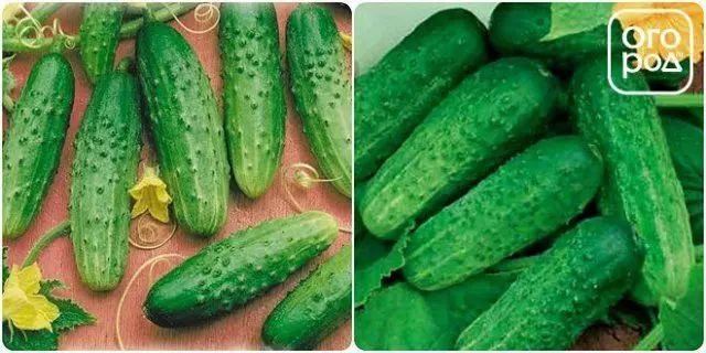 CUCUMBERS LỚP VẬT BẢN