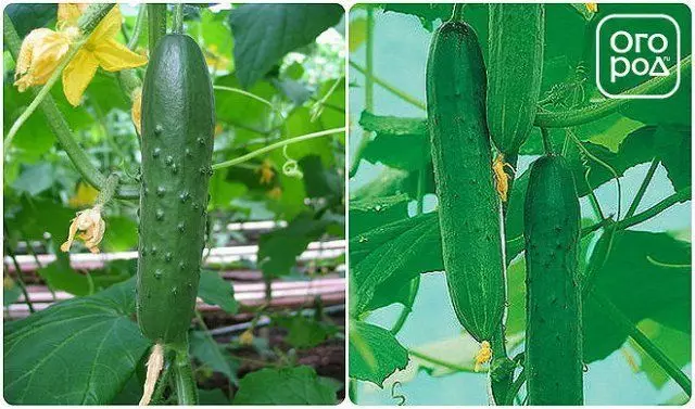 Cucumber Lớp Zozulia.