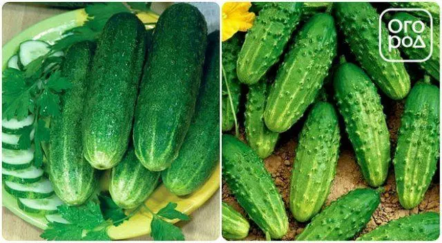 Cucumber Grade kornishon