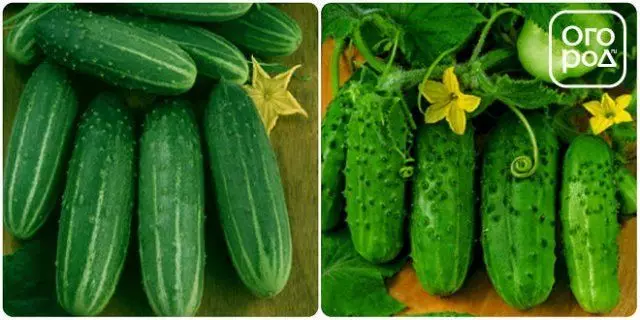 Cucumbers Grade Phoenix