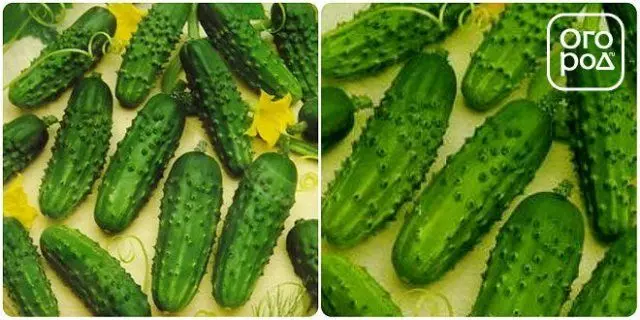 Cucumbers sa ganga salting