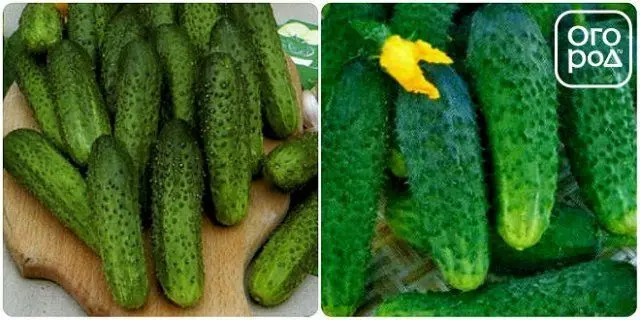 Cucumbers Grade mahatsikaiky ry zalahy