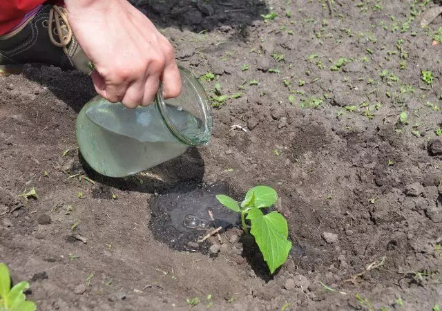 Гардерер сугаруучу бадыраң өсүмдүк. Чоңойгон бадыраң үчүн кеңештер. Окуу куралы, кадам менен.