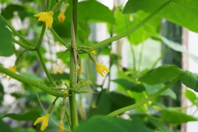 Bakery beam Cucumbers.